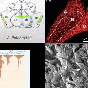 EARssentials 2023: The Evolution of the Auditory System | NIDCD