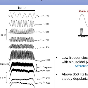 EARssentials 2020: Dr. Catherine Weisz | NIDCD