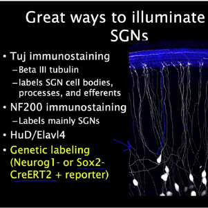EARssentials 2020: Dr. Tom Coate | NIDCD