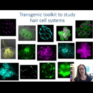 EARssentials 2021: Zebrafish as a Model for Hearing and Balance | NIDCD